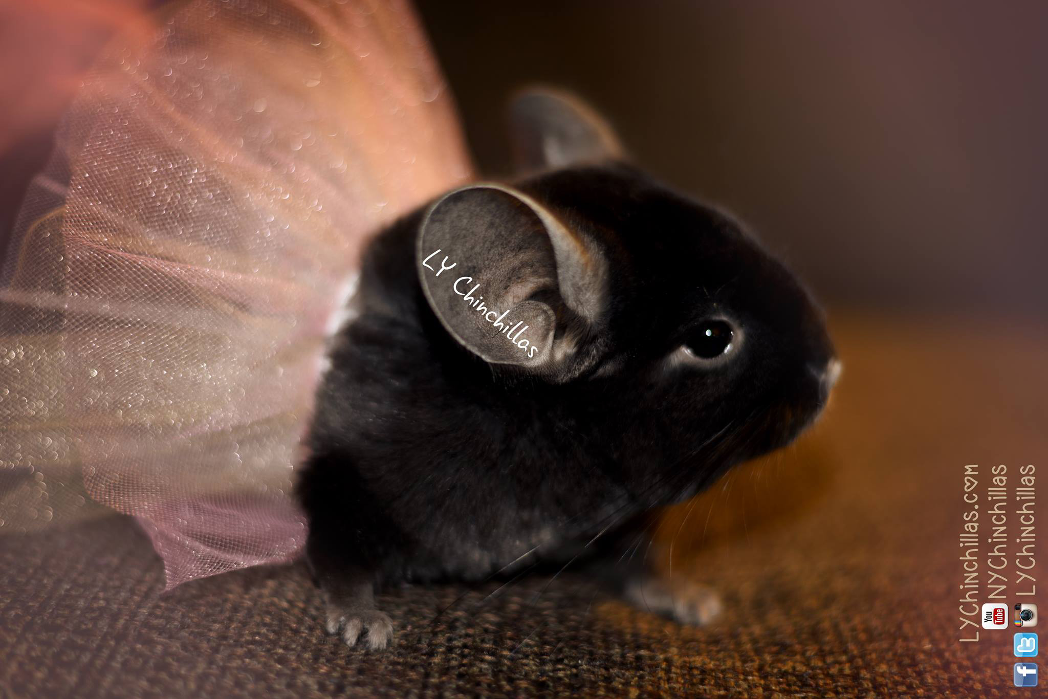 Get To Know: Koko Bear | LY Chinchillas