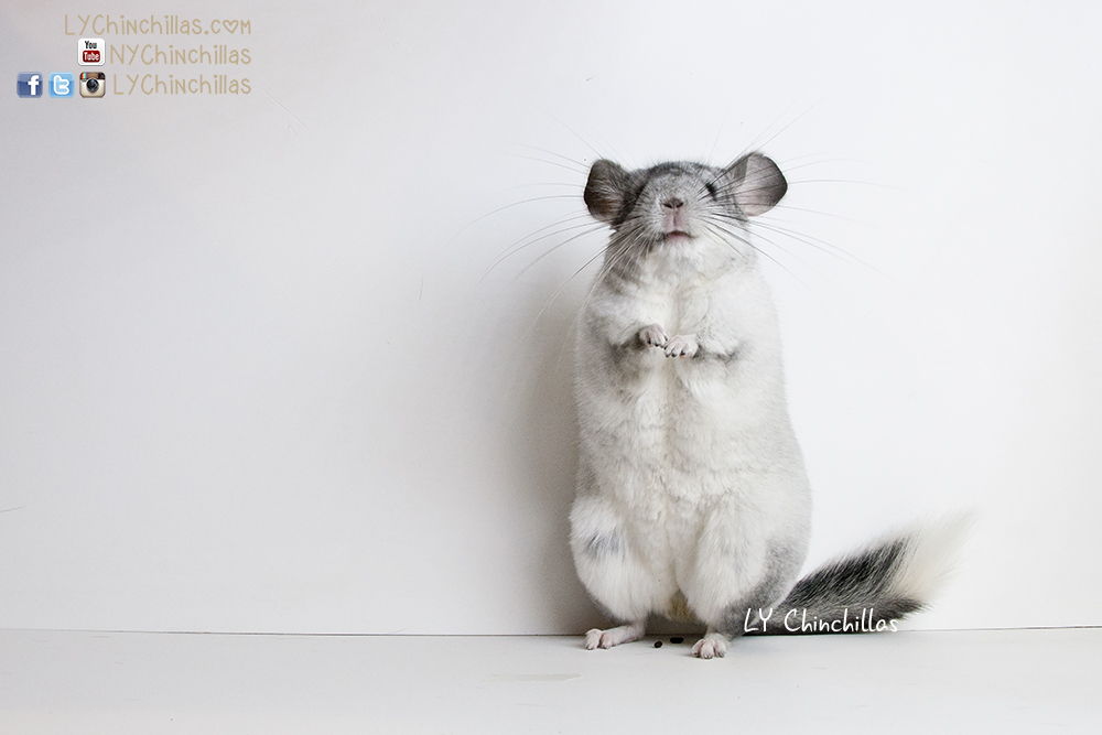 How To: Chinchilla Photography | LY Chinchillas