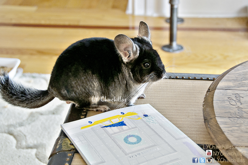 Tips for Chinchilla Playtime! | LY Chinchillas
