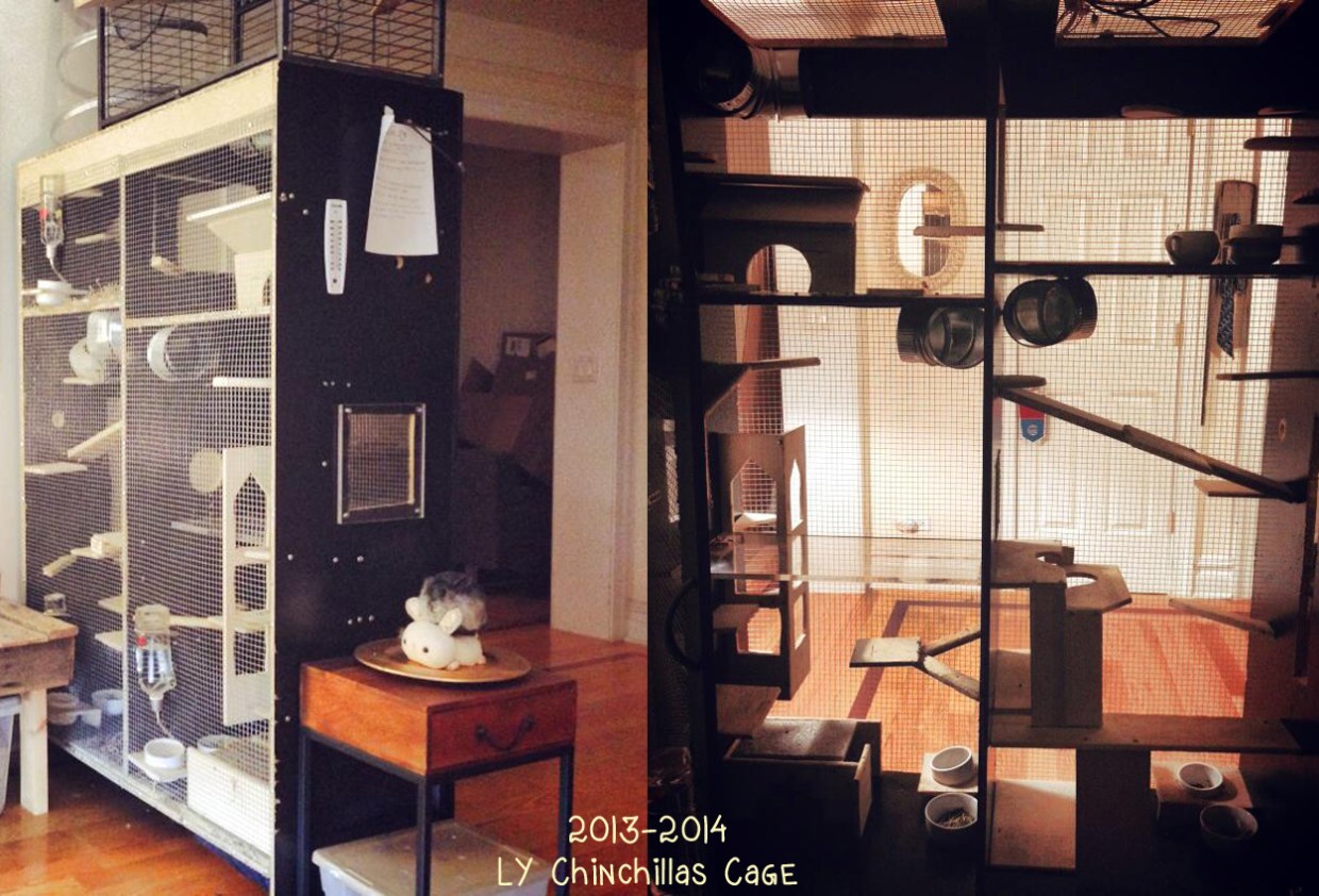 Custom Chinchilla Cages | LY Chinchillas