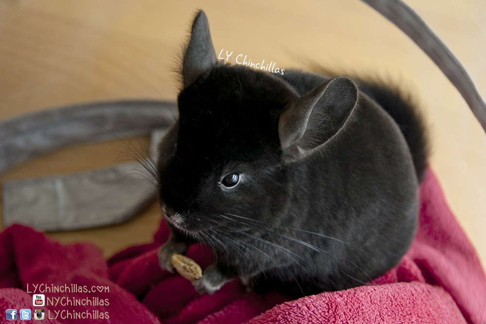 How To: Bond With Your Chinchilla | LY Chinchillas