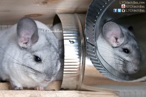 How To: Build a Custom Chinchilla Cage | LY Chinchillas