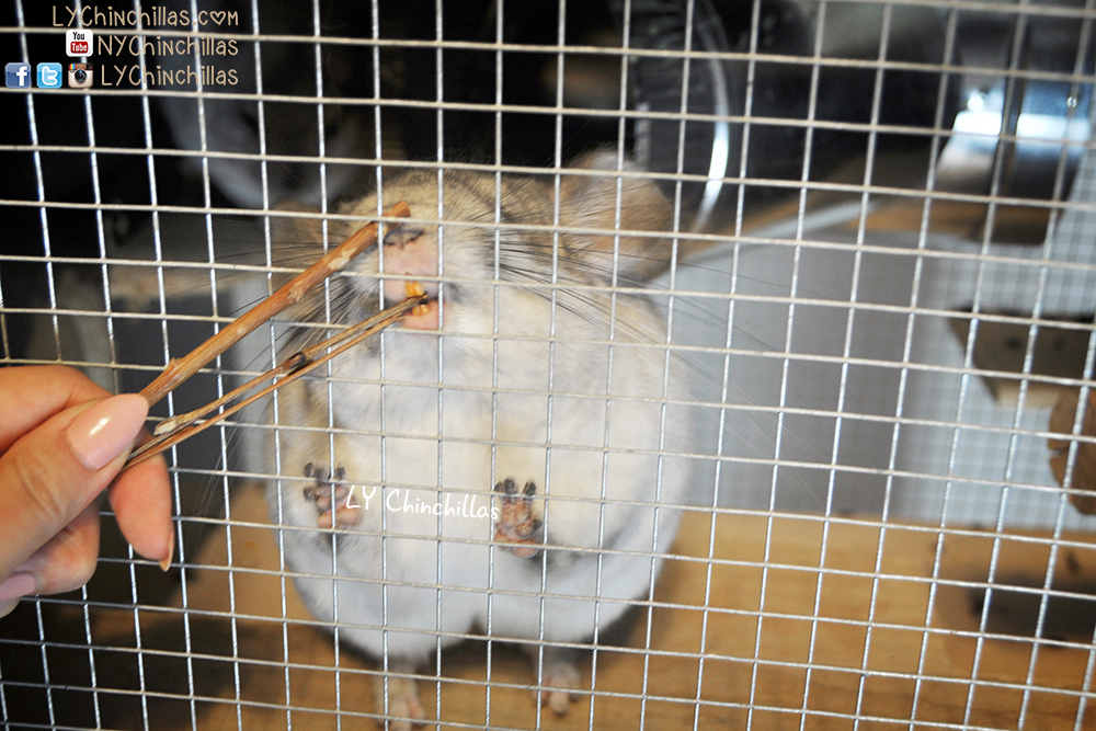 How To: Weigh Your Chinchilla | LY Chinchillas