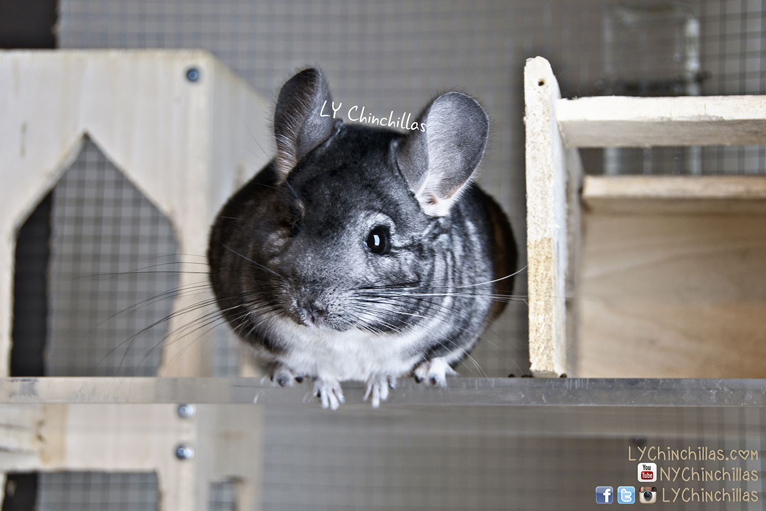 Chinchilla Basics 101 | LY Chinchillas