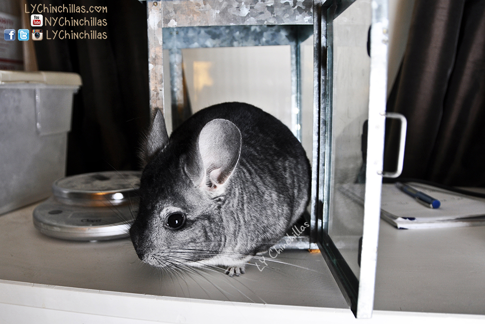 How To: Weigh Your Chinchilla | LY Chinchillas