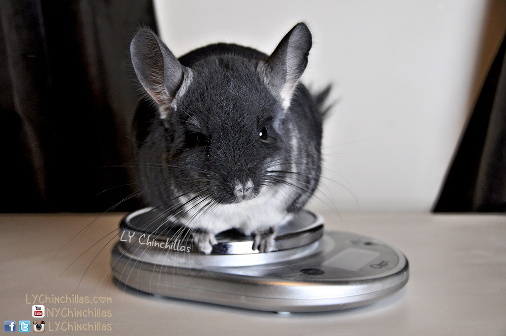 How To: Weigh Your Chinchilla | LY Chinchillas