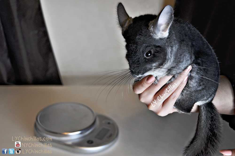 How To: Weigh Your Chinchilla | LY Chinchillas
