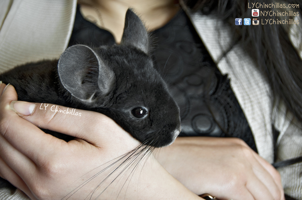 Get To Know: Koko Bear | LY Chinchillas
