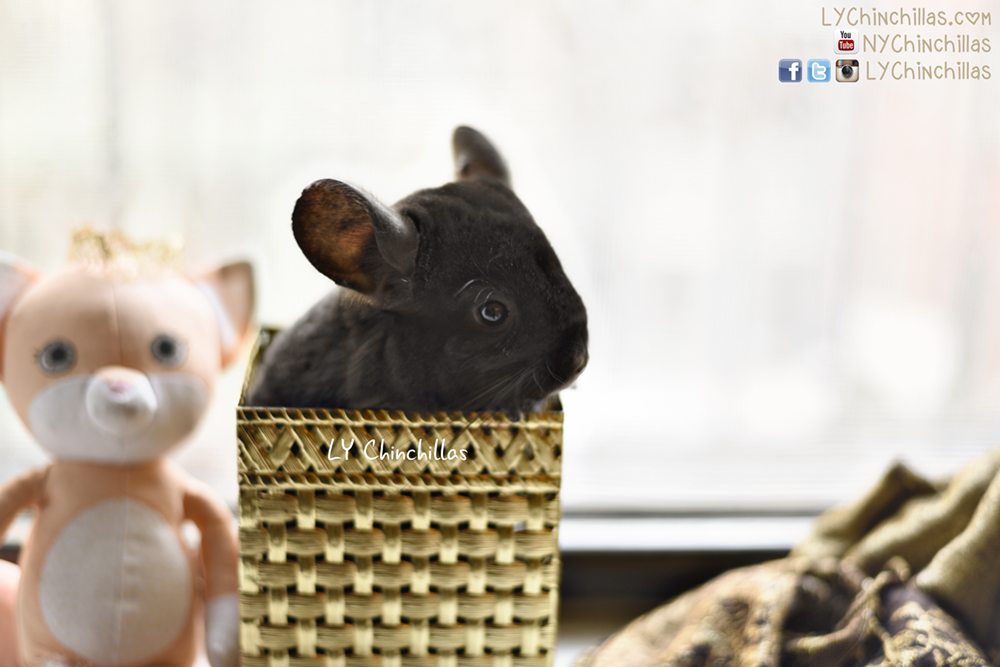 Get To Know: Koko Bear | LY Chinchillas