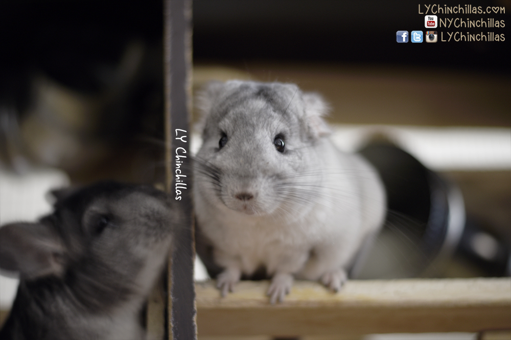Get To Know: Lulu | LY Chinchillas