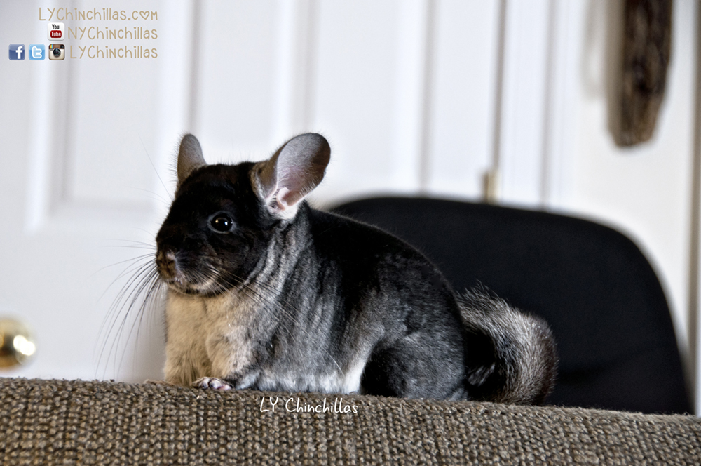 Get To Know: Mufftoneous | LY Chinchillas