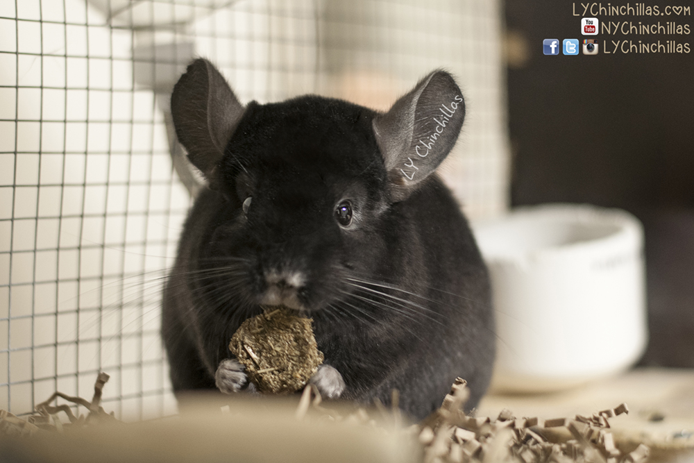 Chinchilla Cookie Recipe | LY Chinchillas