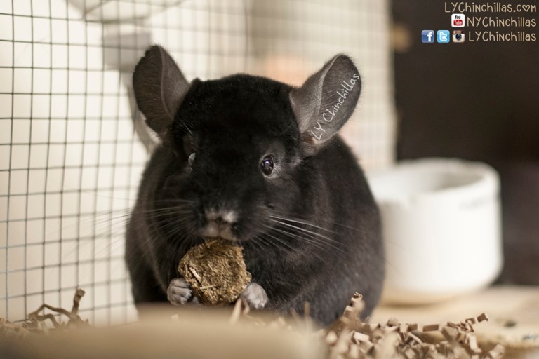 Chinchilla Cookie Recipe | LY Chinchillas
