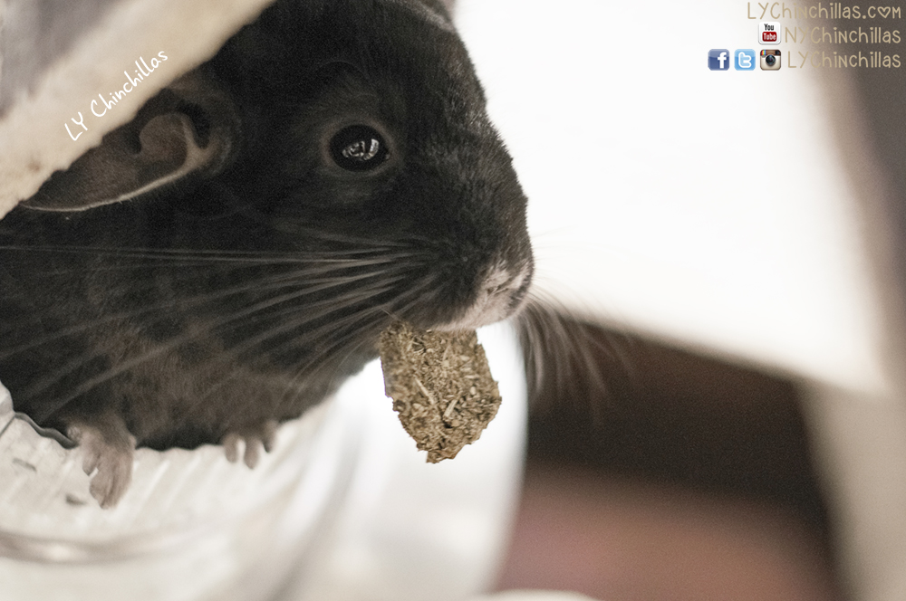 Chinchilla Cookie Recipe | LY Chinchillas