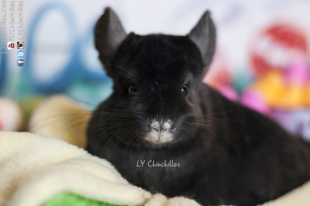 How To: Build Pine Litter Boxes | LY Chinchillas