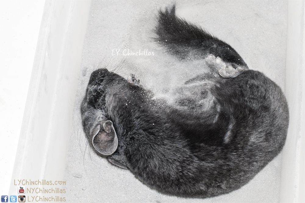 How To: Chinchilla Dust Baths | LY Chinchillas