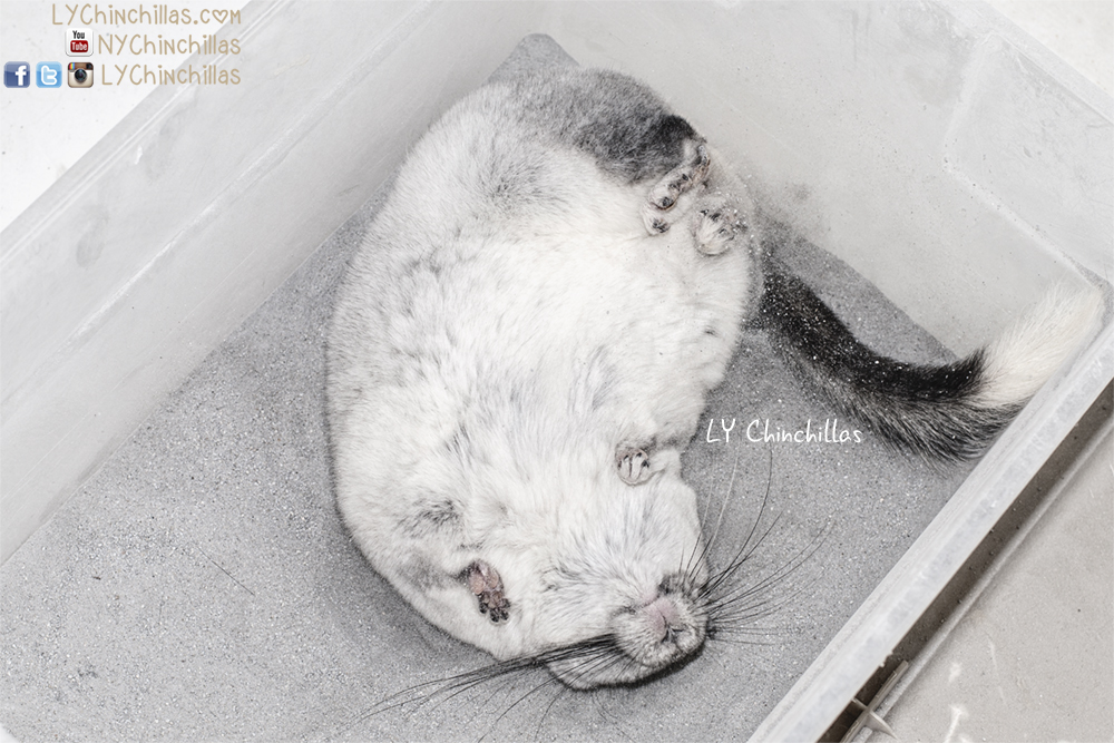 How To: Chinchilla Dust Baths | LY Chinchillas
