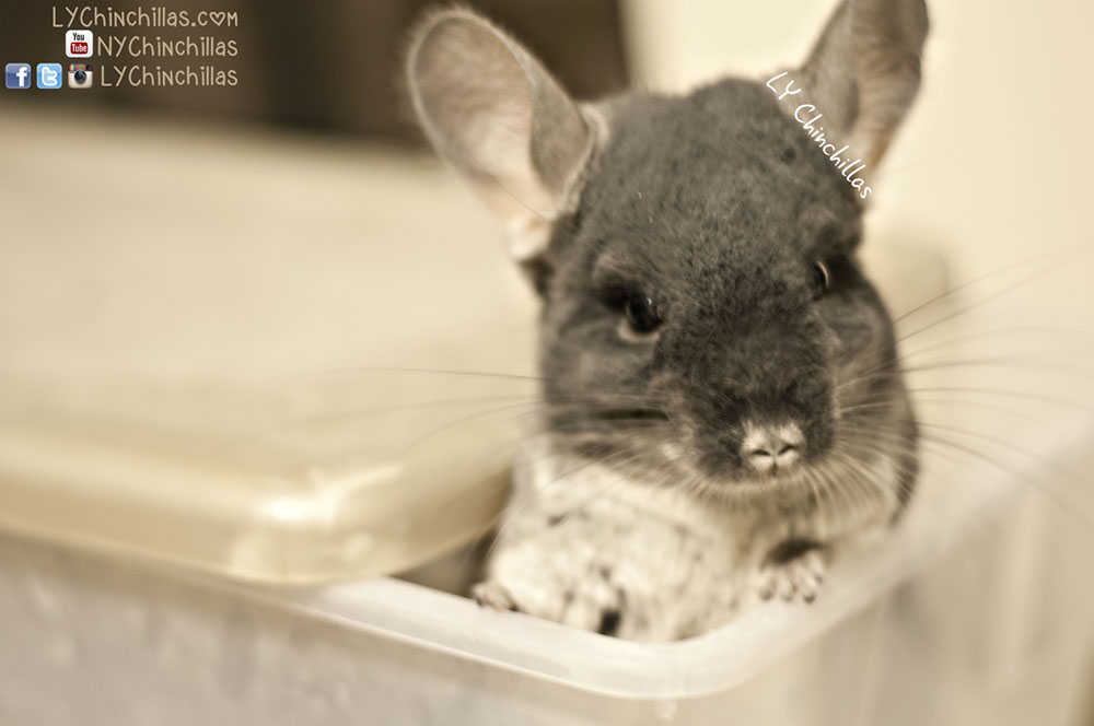 How To: Chinchilla Dust Baths | LY Chinchillas