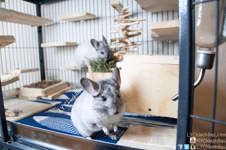 Chinchilla Cage Accents | LY Chinchillas