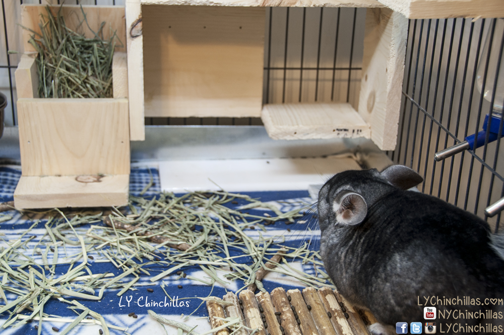 Chinchillas and Cleaning | LY Chinchillas