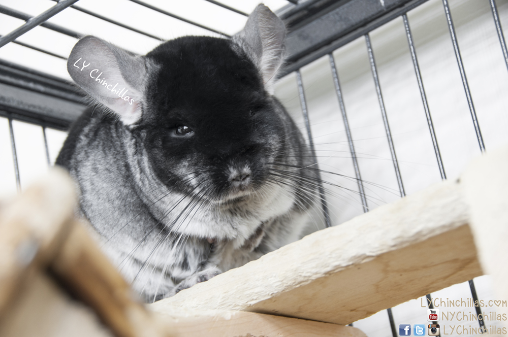 Chinchillas and Cleaning | LY Chinchillas