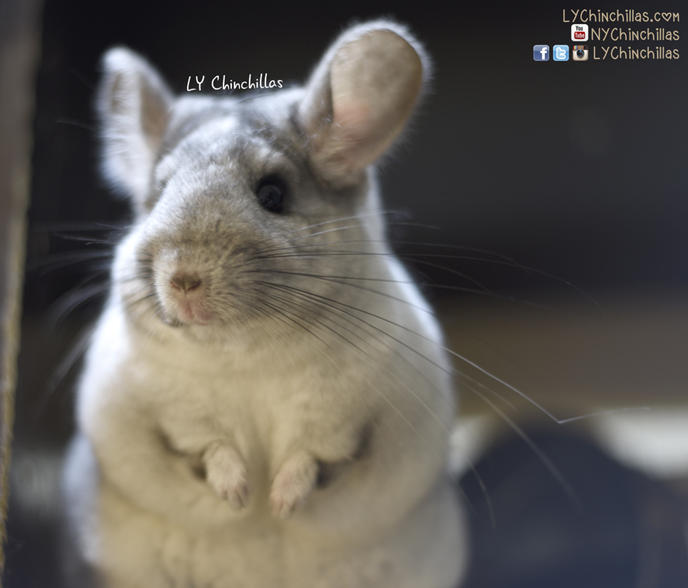 Our Favorite Chinchilla Topics! | LY Chinchillas