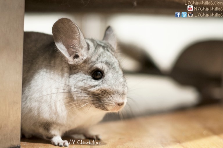 LY Chinchillas | Chinchilla Love and Chinchilla Advice!
