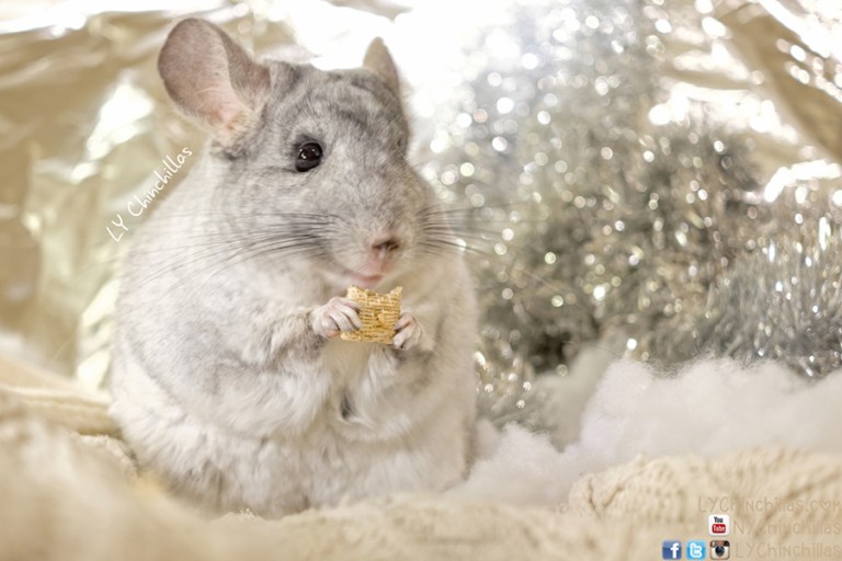 LY Chinchillas | Chinchilla Love and Chinchilla Advice!