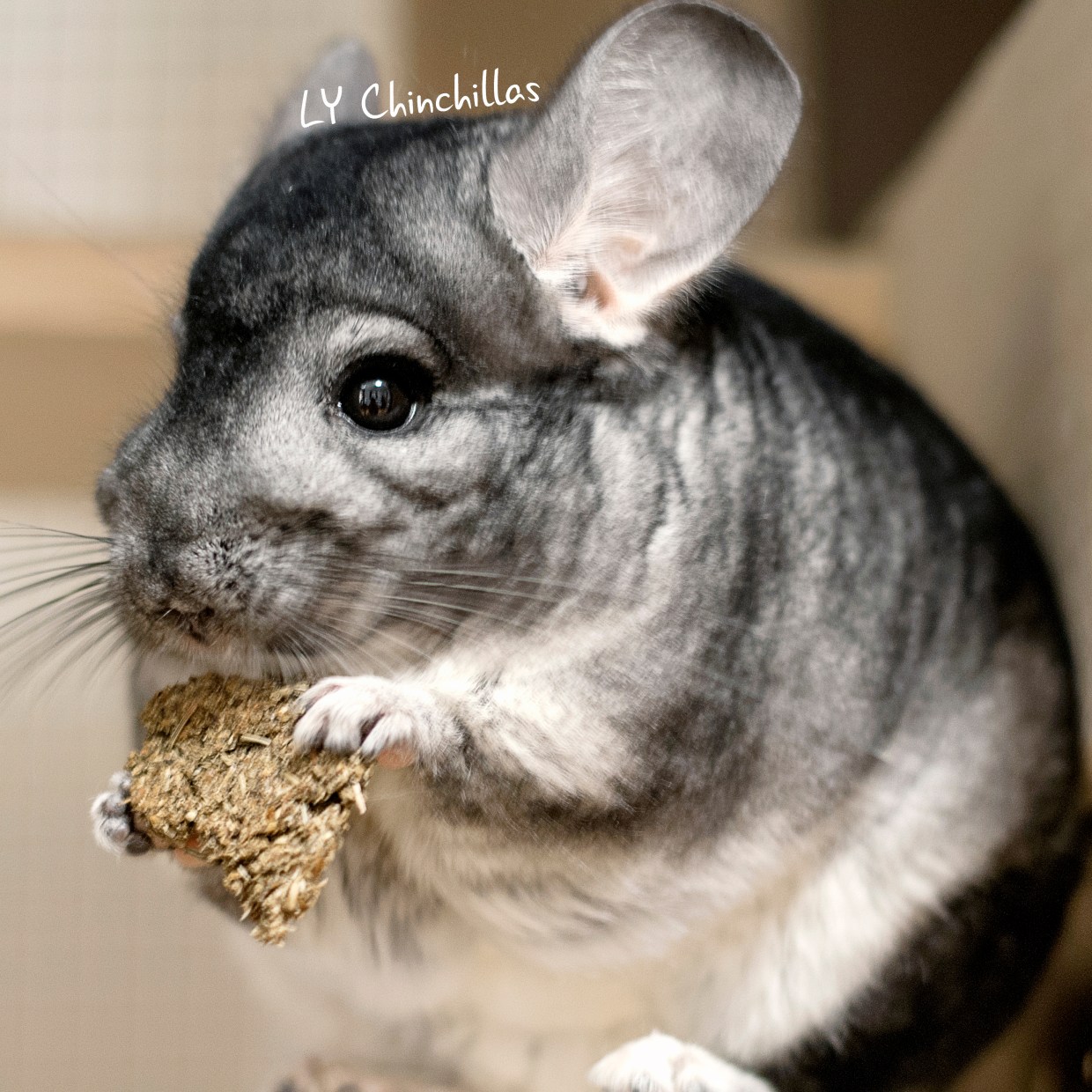 How To: DIY Chinchilla Hanging Toys | LY Chinchillas